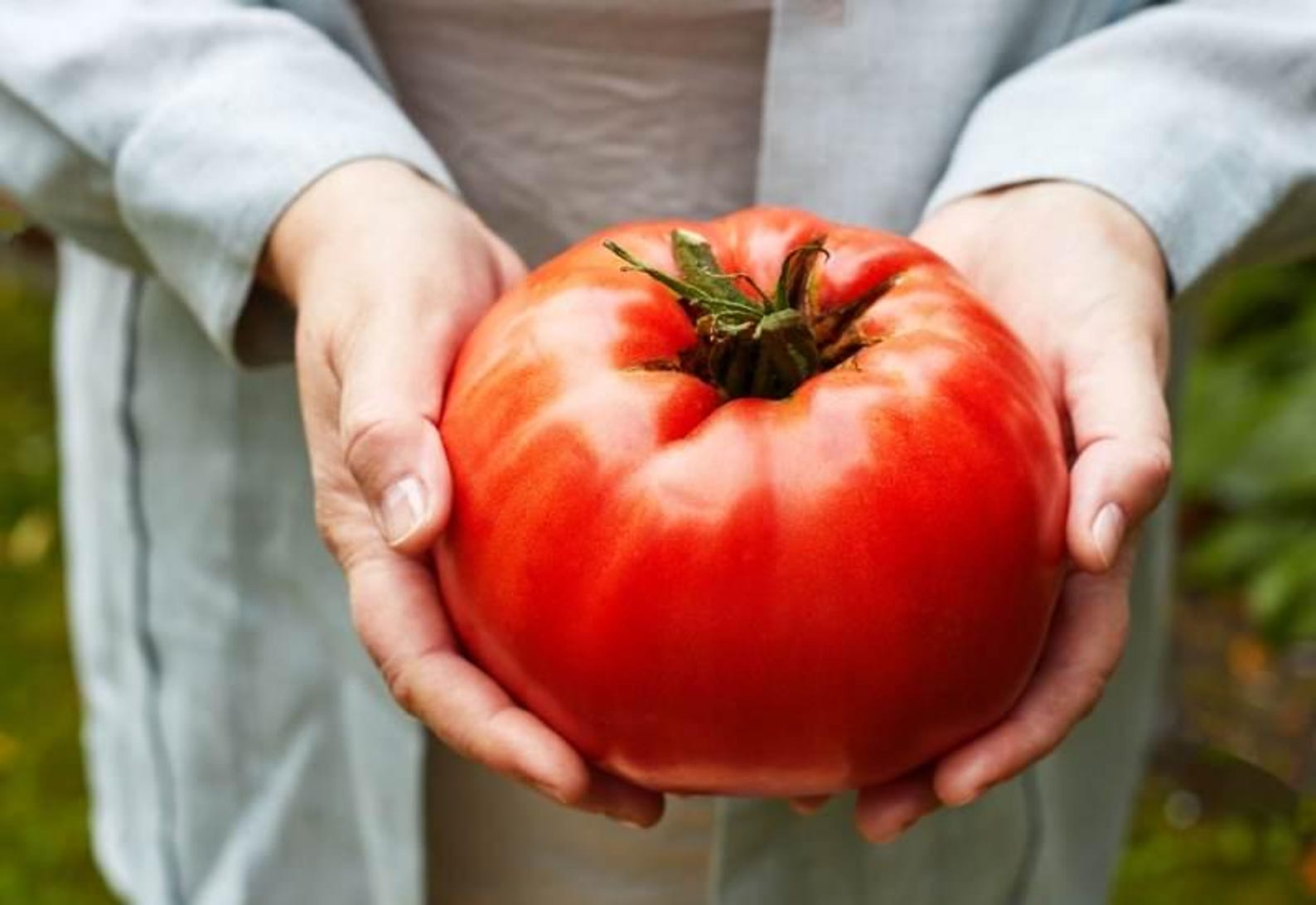 XXL Brutus Tomato Seeds: Grow Giant 1 Kilo / 2lb Tomatoes, Homegrown ...