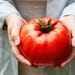 XXL Brutus Tomato Seeds: Grow Giant 1 Kilo / 2lb Tomatoes, Homegrown ...