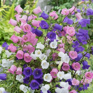 Multicolour Canterbury Bells Seeds, Perennial Birthday Gift for Him Her ...