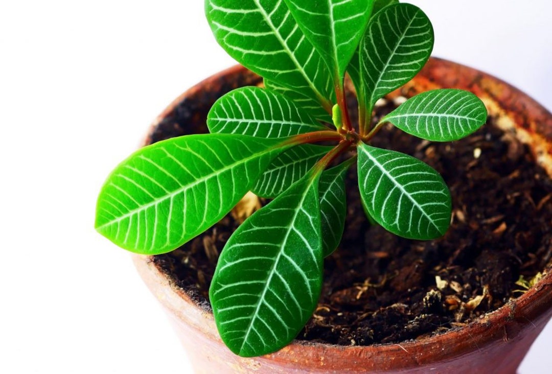 Madagascar Jewel Seeds: Easy Care Mini Palm Tree Seeds, Euphorbia ...