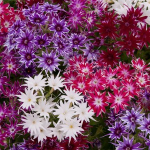 Star Phlox Flower Seeds, Twinkle Star Best Gift for Him Her Mom Dad ...