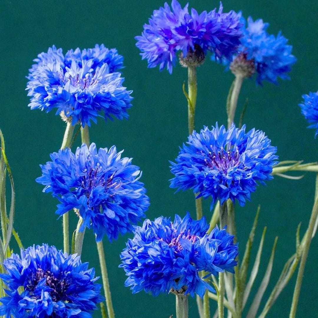 Blue Ball Cornflower Seeds: DIY Garden Flowers, Gardening Garden Decor ...