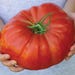 XXL Brutus Tomato Seeds: Grow Giant 1 Kilo / 2lb Tomatoes, Homegrown ...
