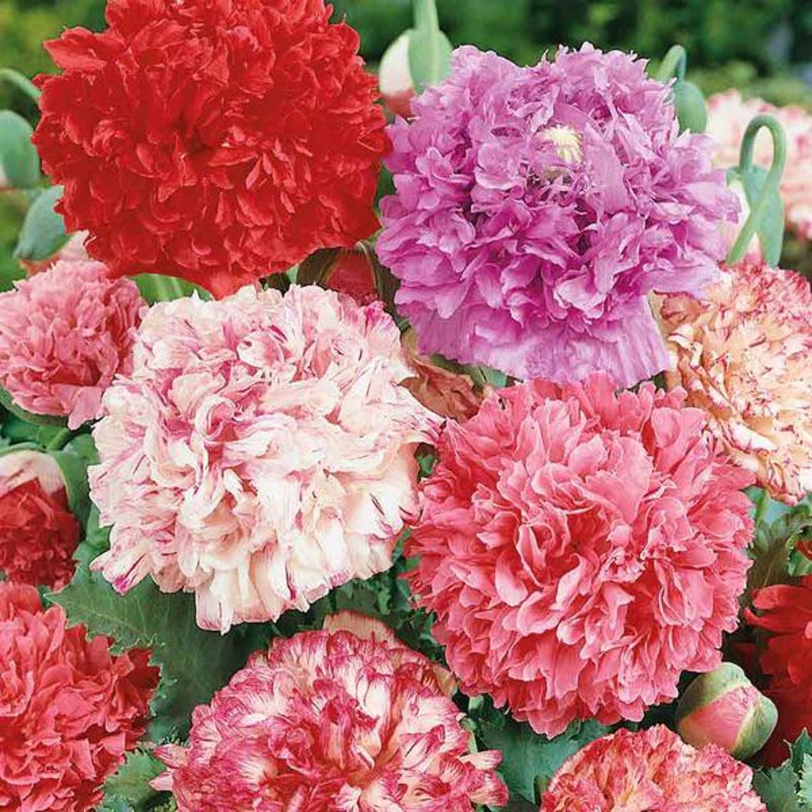 Pastel Peony Aster Flower Seeds: Organic Gardening, Easy to Grow - Etsy