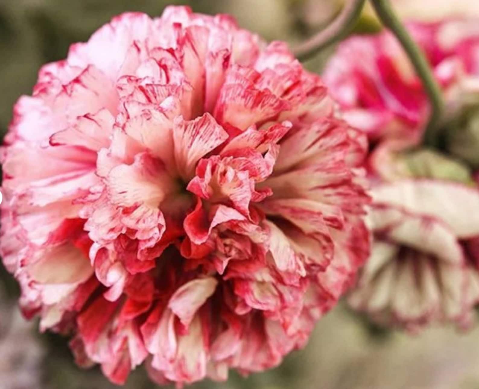 Flemish Antique Poppy Peony Seeds: DIY Organic Gardening, Pink Pastel ...