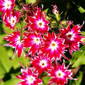 Star Phlox Flower Seeds, Twinkle Star Best Gift for Him Her Mom Dad ...