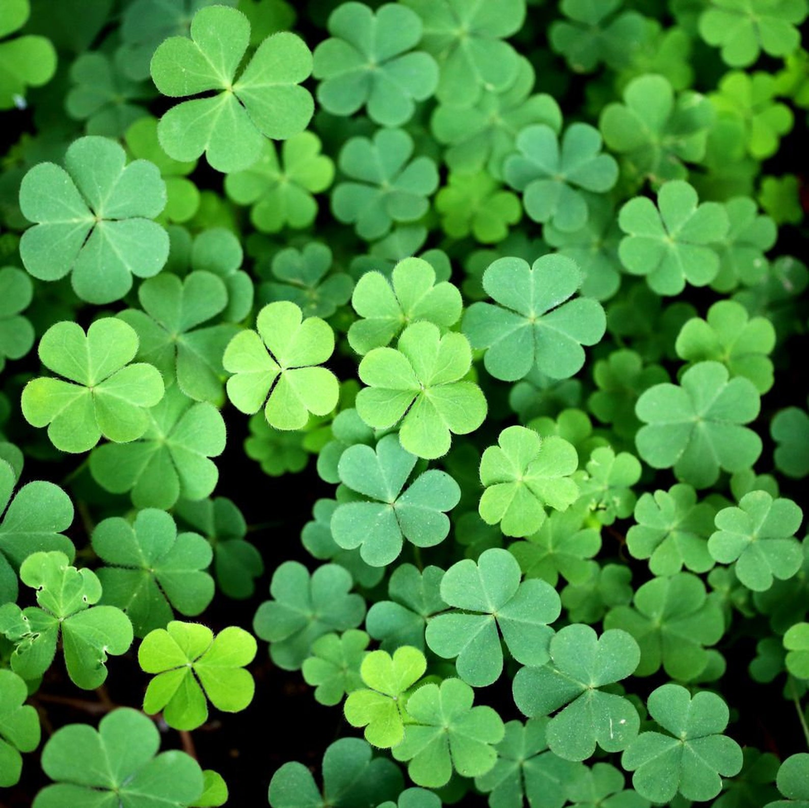 Lucky Irish Clover Seeds: St Patricks Day Home Decor DIY Ireland, Easy ...