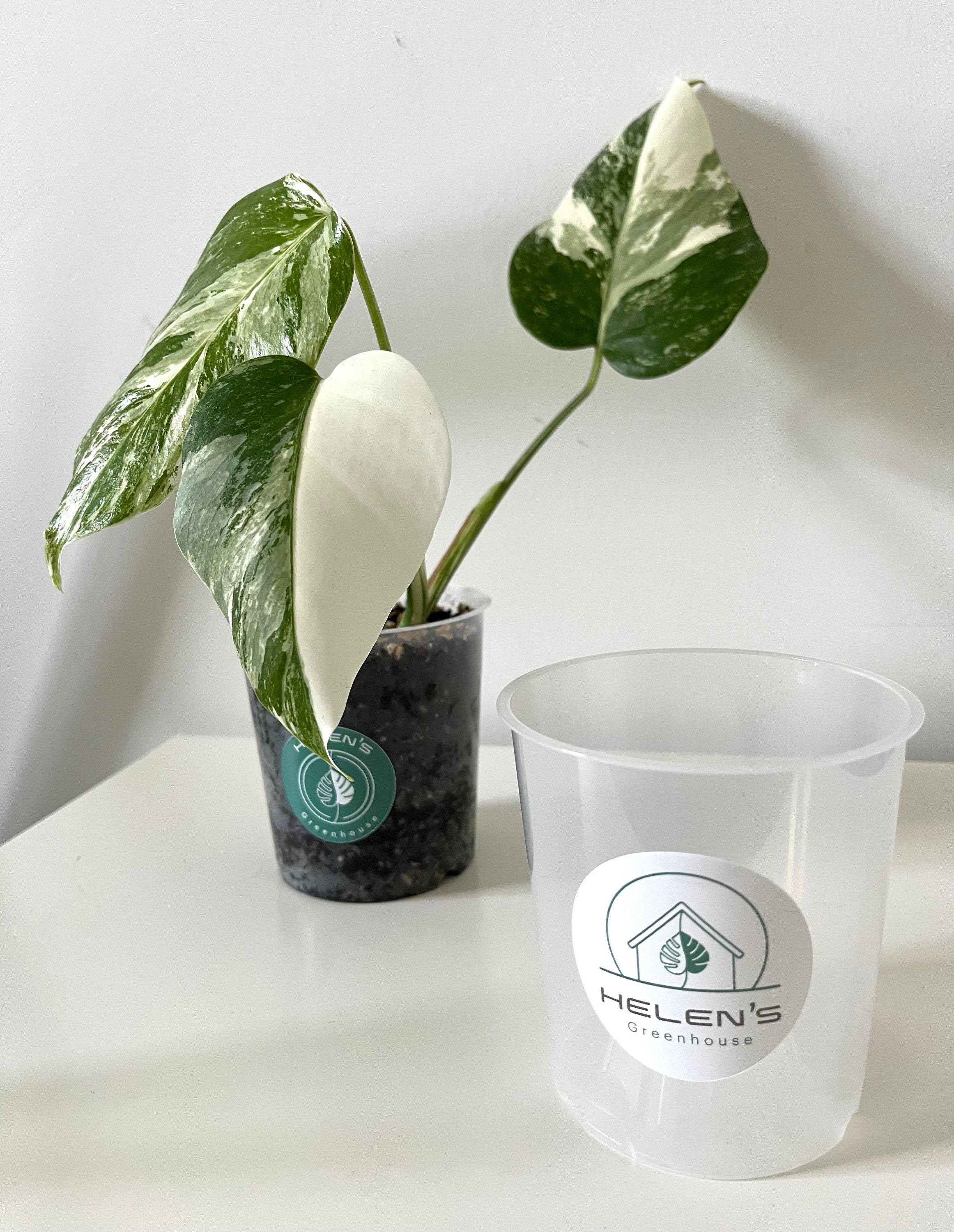 Transparent Plant Pot High Quality With Drainage Holes - Etsy