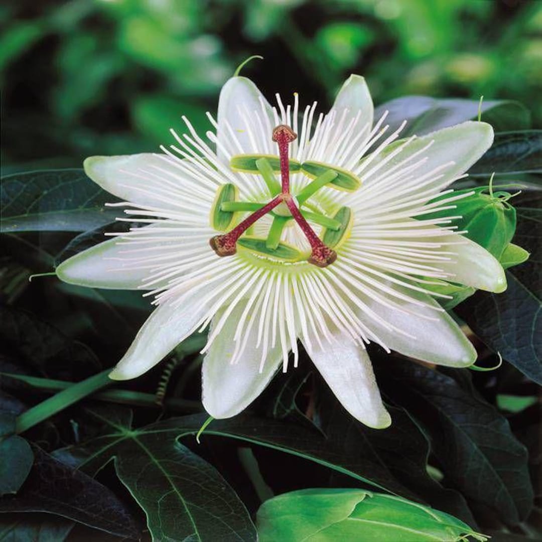 Passiflora Caerulea White Seeds: White Passion Flower, Organic ...