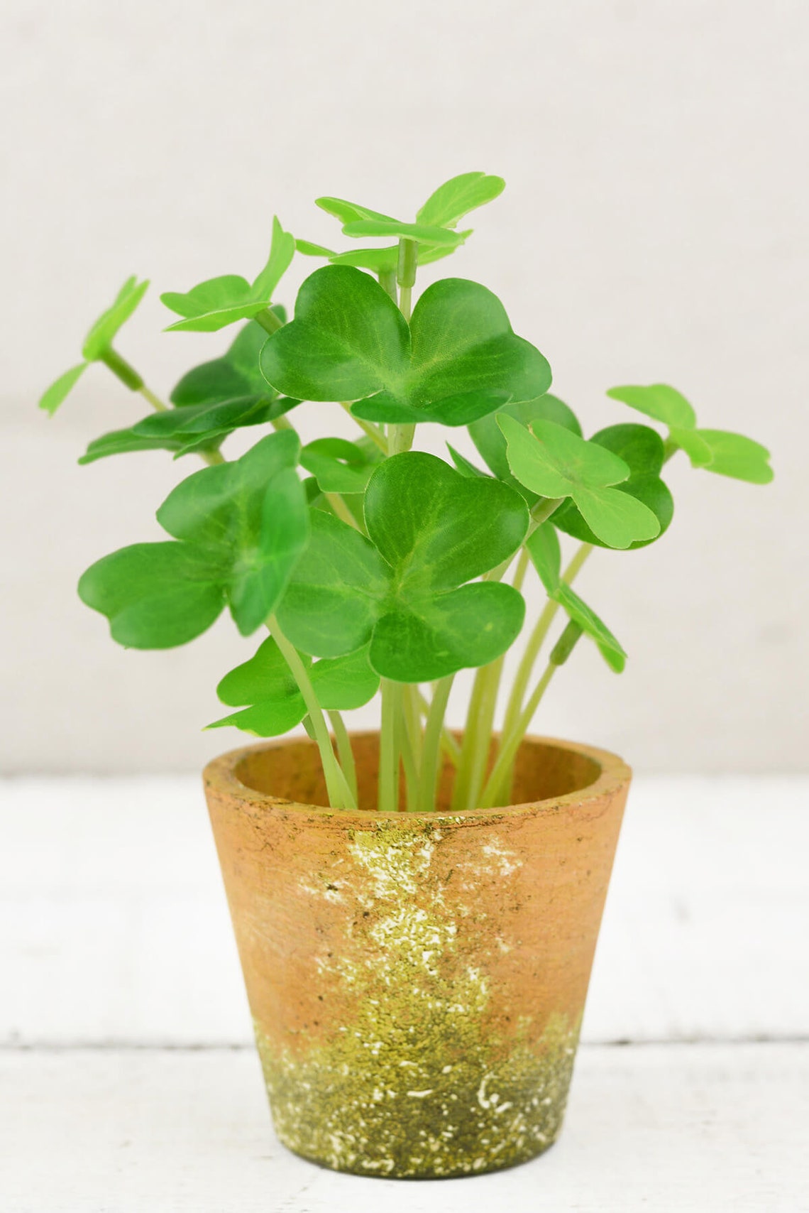 Lucky Irish Clover Seeds: St Patricks Day Home Decor DIY Ireland, Easy ...