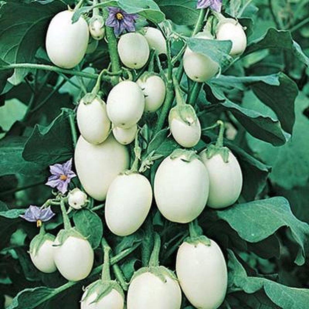 White Aubergine Seeds