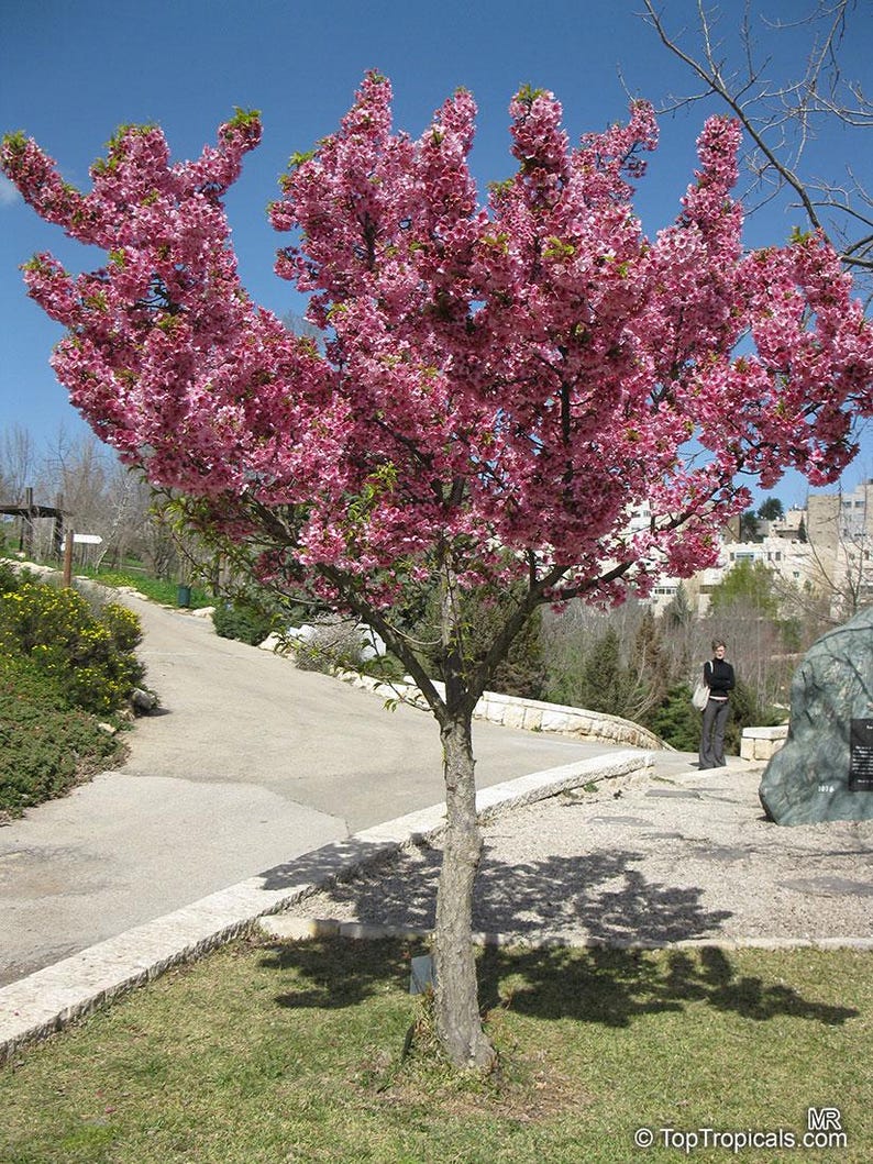 Taiwanese Pink Cherry Blossom Tree Seeds: Prunus Campanulata, Sakura ...
