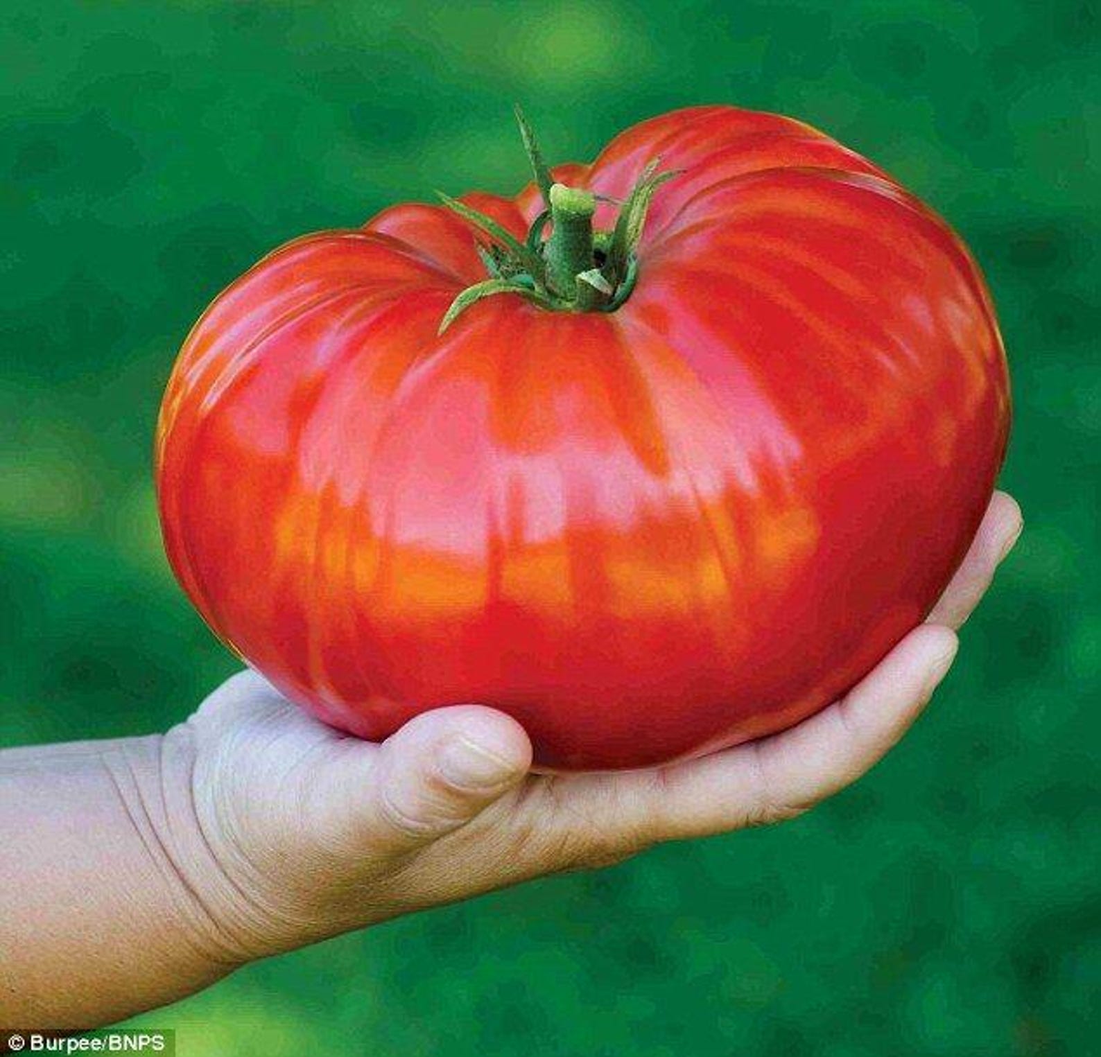 XXL Brutus Tomato Seeds: Grow Giant 1 Kilo / 2lb Tomatoes, Homegrown ...