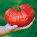 XXL Brutus Tomato Seeds: Grow Giant 1 Kilo / 2lb Tomatoes, Homegrown ...
