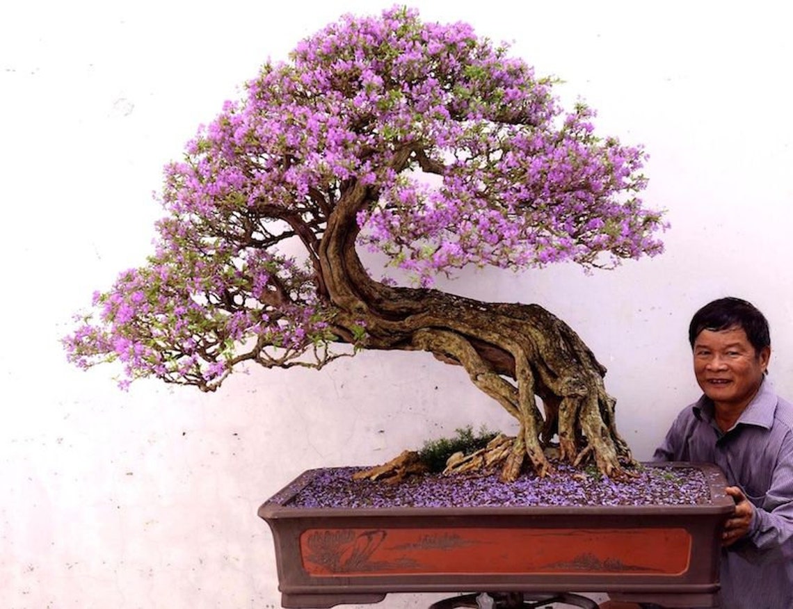 Purple Flowering Bonsai Tree Seeds: DIY Gardening Gift, Garden and ...