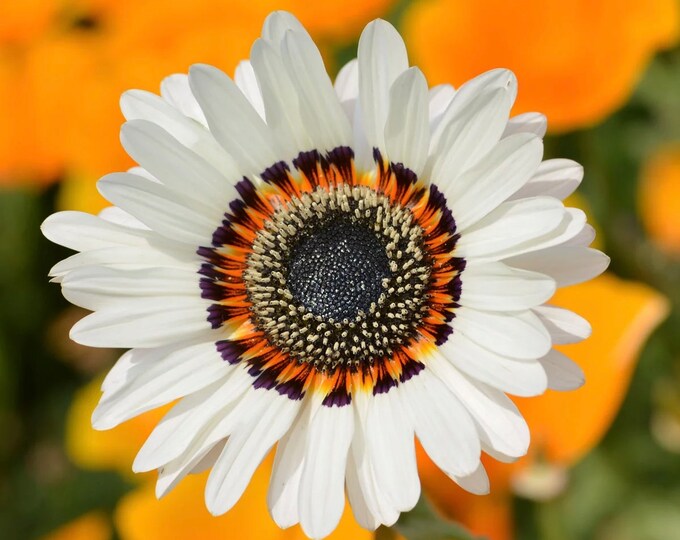African Blue Disc Daisy Seedling Daisy Plant Unusual Plant - Etsy