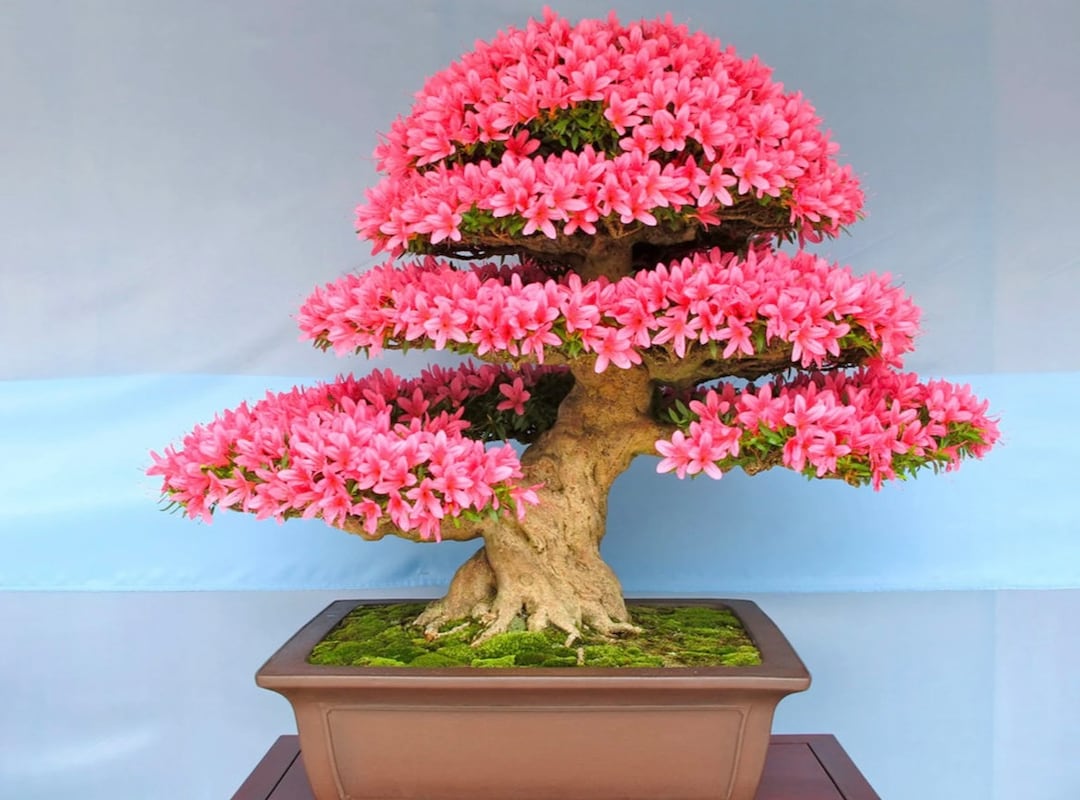 Pink Flowering Bonsai Tree Seeds, Best Gift for Him Her Mom Dad Teacher ...
