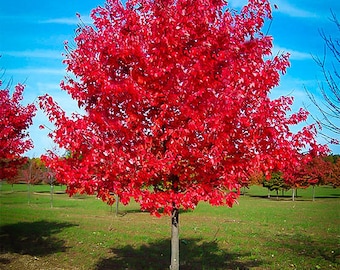 Red Maple Seeds, Grow Your Own Red Tree, Amazing Colors, Fun and Easy ...