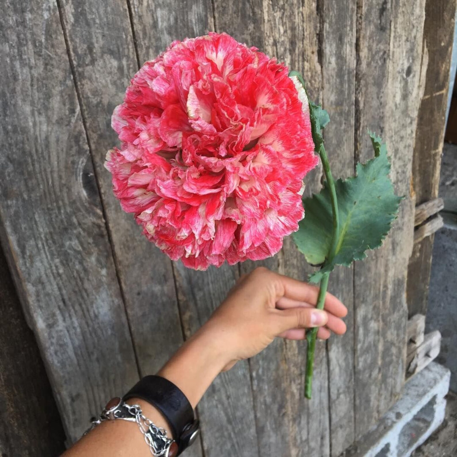 Flemish Antique Poppy Peony Seeds: DIY Organic Gardening, Pink Pastel ...