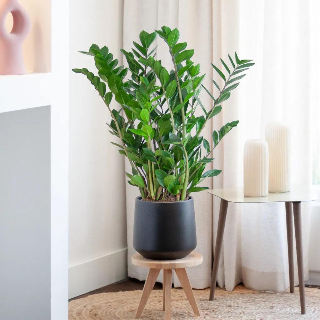 Zamioculcas Zamiifolia, plante ZZ en pot, plante d'intérieur ...