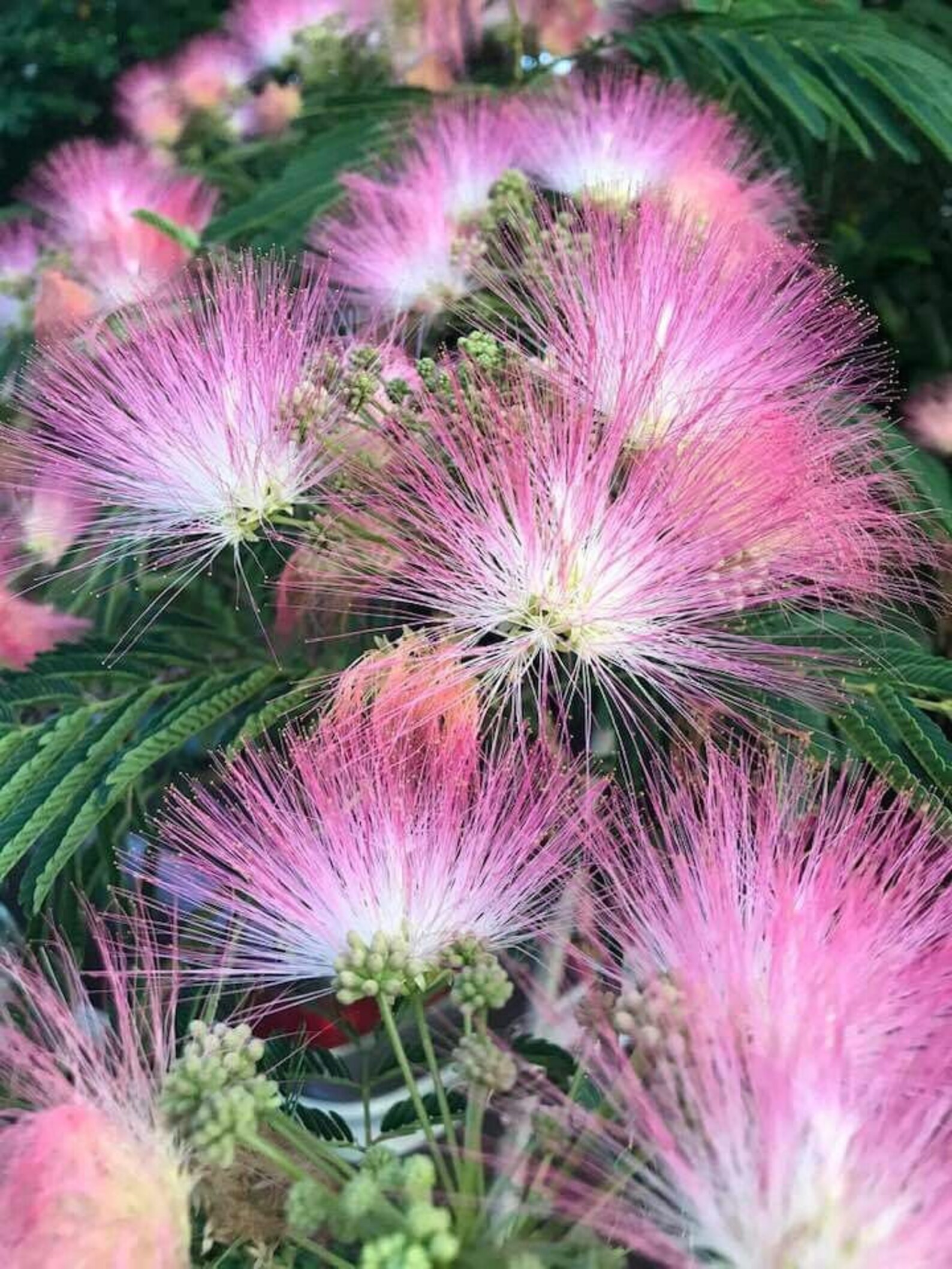 Persian Pink Silk Tree Seeds: Frost Hardy Sleepy Tree for Bonsai - Etsy