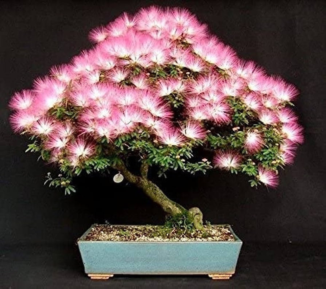 Persian Pink Silk Tree Seeds: Frost Hardy Sleepy Tree for Bonsai - Etsy