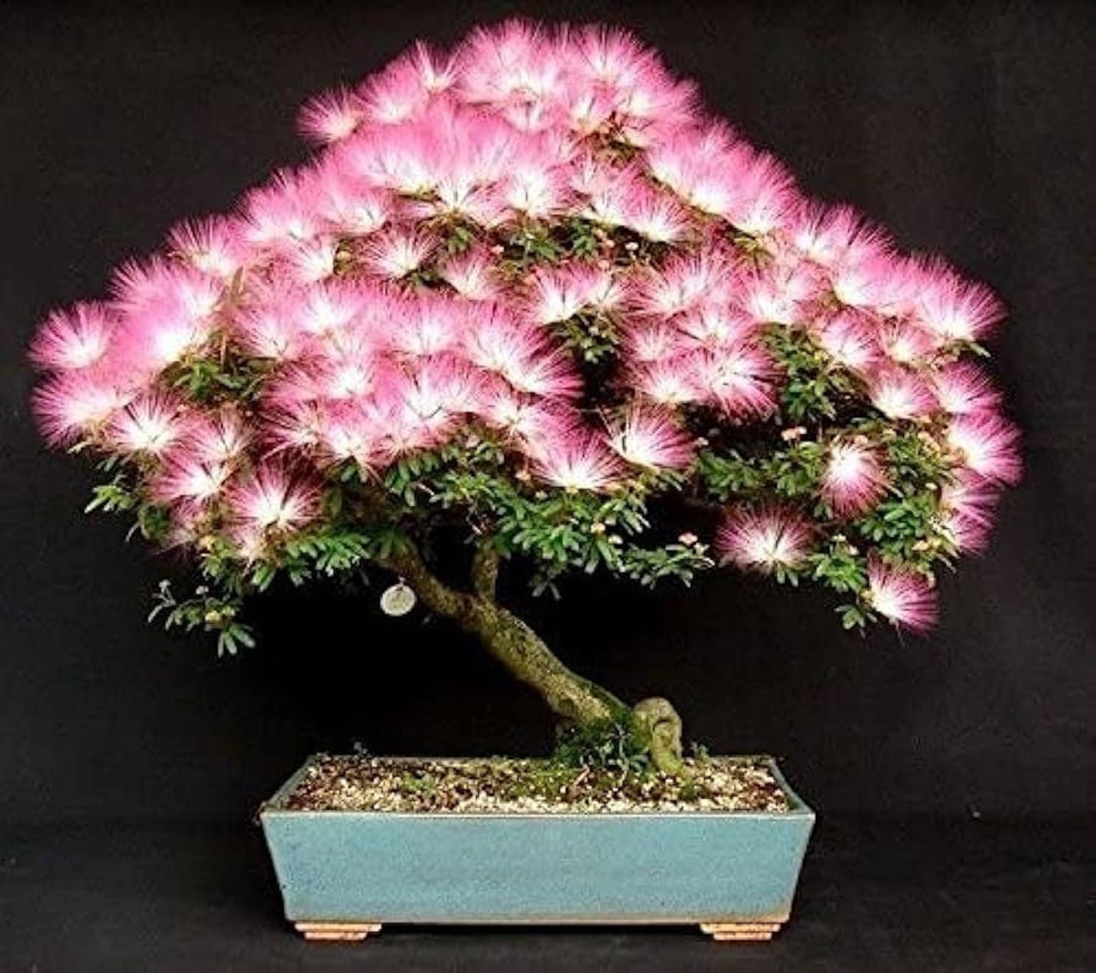 Persian Pink Silk Tree Seeds: Frost Hardy Sleepy Tree for Bonsai - Etsy