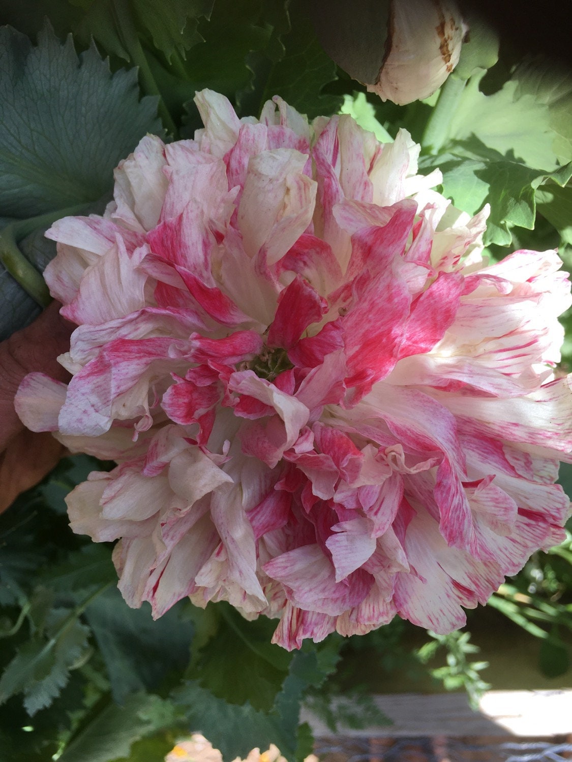 Flemish Antique Poppy Peony Seeds: DIY Organic Gardening, Pink Pastel ...