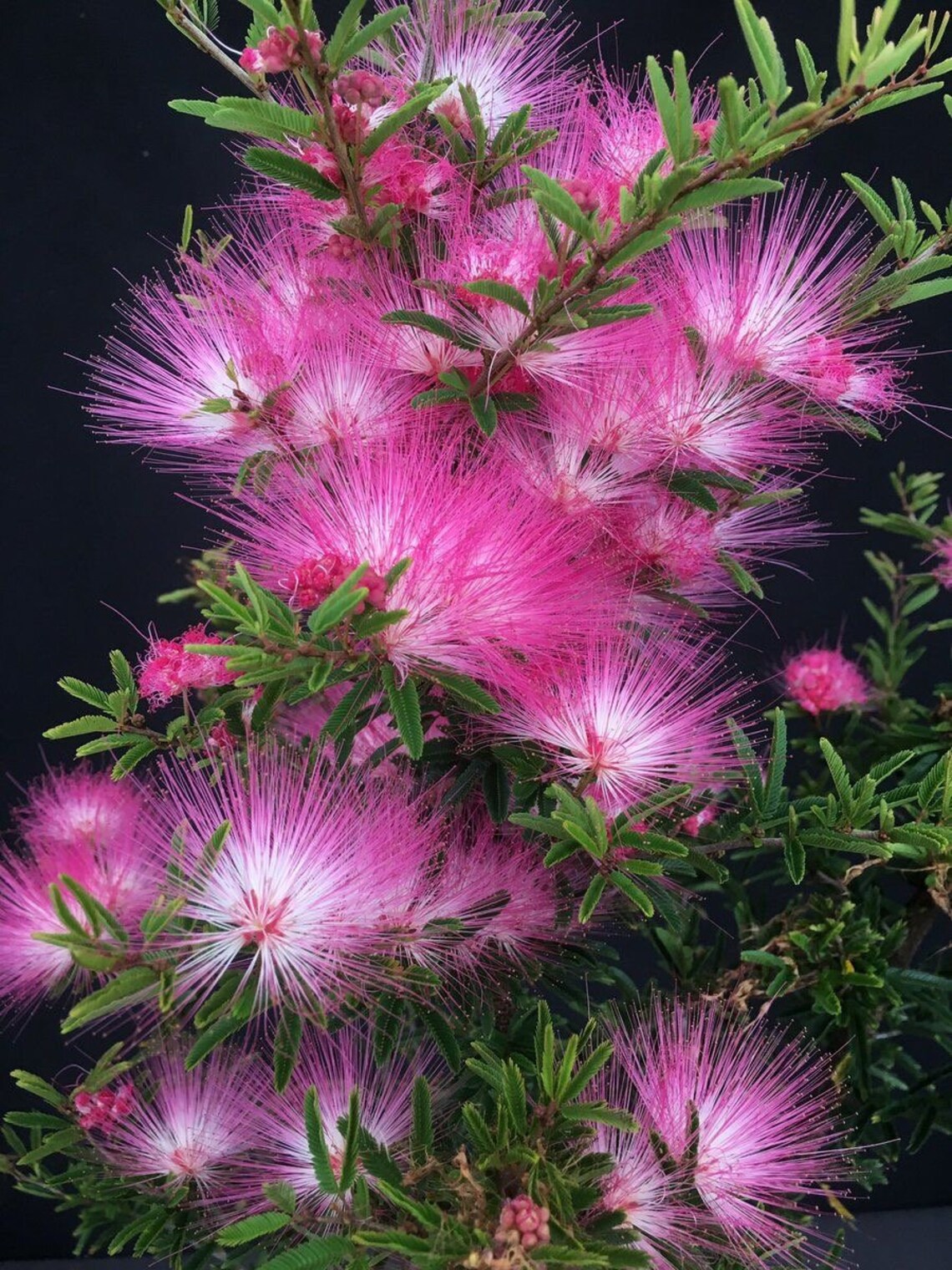 Persian Pink Silk Tree Seeds: Frost Hardy Sleepy Tree for Bonsai - Etsy