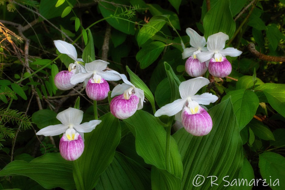 Image 1668, Lady Slippers, Flower, MN State Flower, Pink, Orchid - Etsy