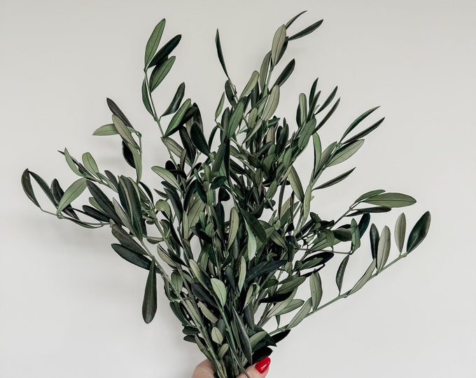 Natural Olive Branch, Preserved Olive Tree Branch, Natural Flowers - Etsy