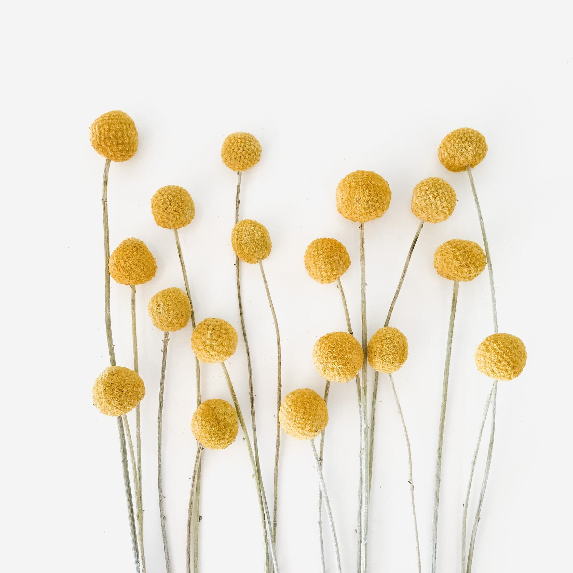 Billy Balls Dried Flowers Dried Craspedia Wedding Flowers Diy