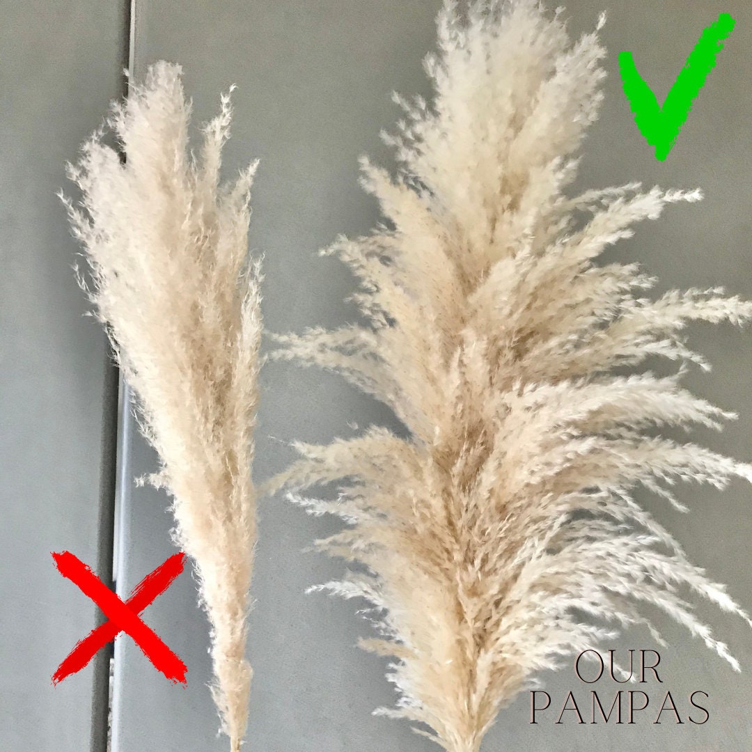 Fluffy Large Pampas Grass Boho Dried Pampas Grass Dried - Etsy