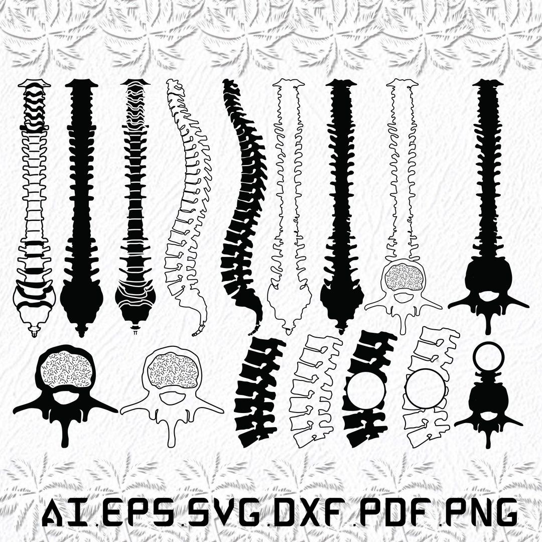 Anatomy Spine Svg, Anatomy Svg, Spine Svg, Bones, Doctor, SVG, Ai, Pdf ...