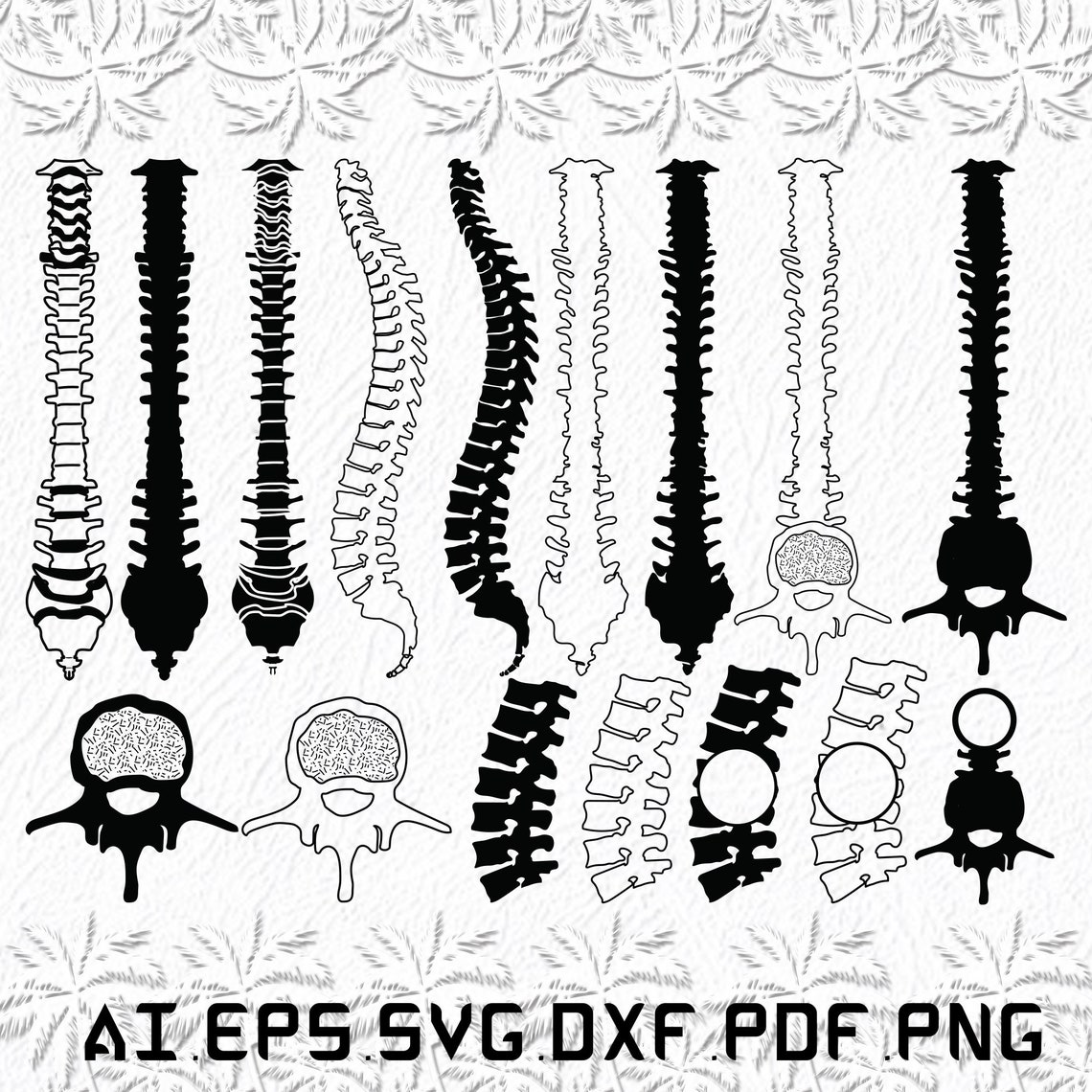 Anatomy Spine Svg Anatomy Svg Spine Svg Bones Doctor SVG - Etsy
