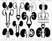 Kidney Svg Donate Kidney Svg Kidney Stone Svg Disease - Etsy