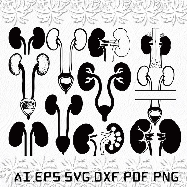 Kidney Svg, Donate Kidney Svg, Kidney Stone Svg, Disease, Bladder, SVG ...