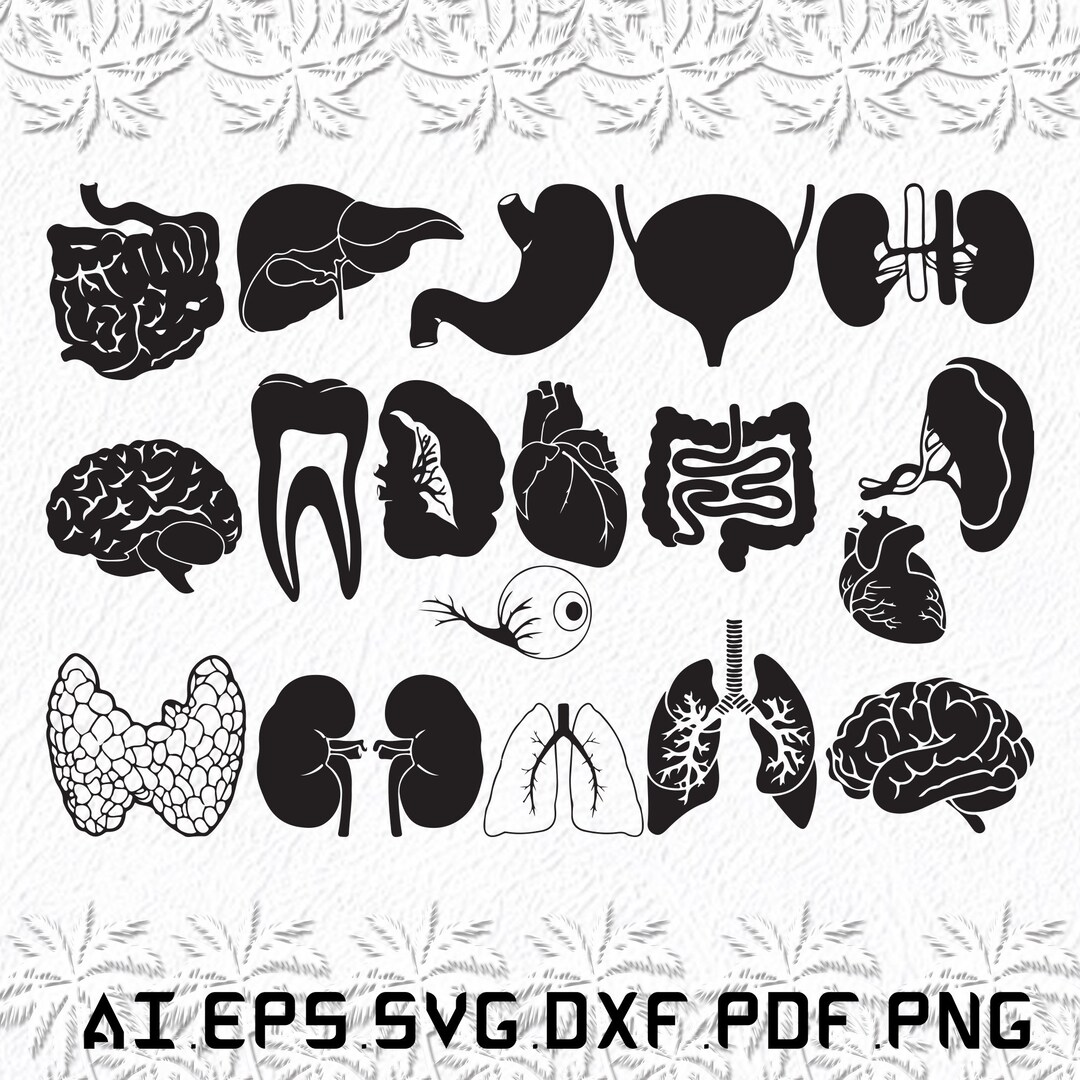 Human Organs Svg, Human Organss Svg, Human Svg, Organs, Man, SVG, Ai ...