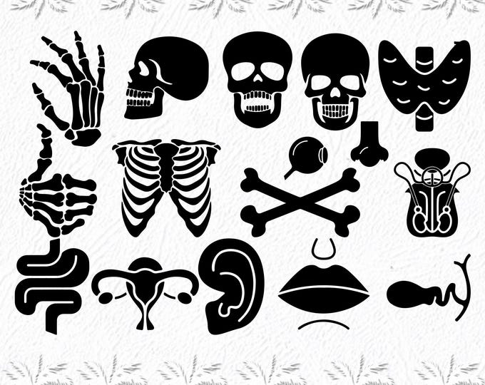 Anatomía Humana SVG, Archivos de Corte de Anatomía Humana, Archivo de ...