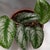 Scindapsus Silver Knight Very Beautiful Leaves Free Phytosanitary Plant ...