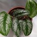 Scindapsus Silver Knight Very Beautiful Leaves Free Phytosanitary Plant ...