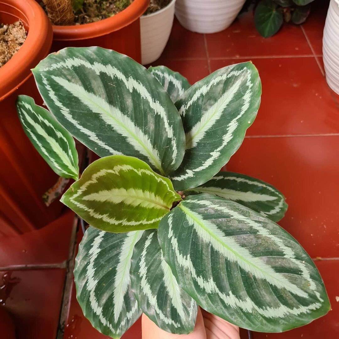 Calathea Silver Black Very Beautiful Leaves Free Phytosanitary ...