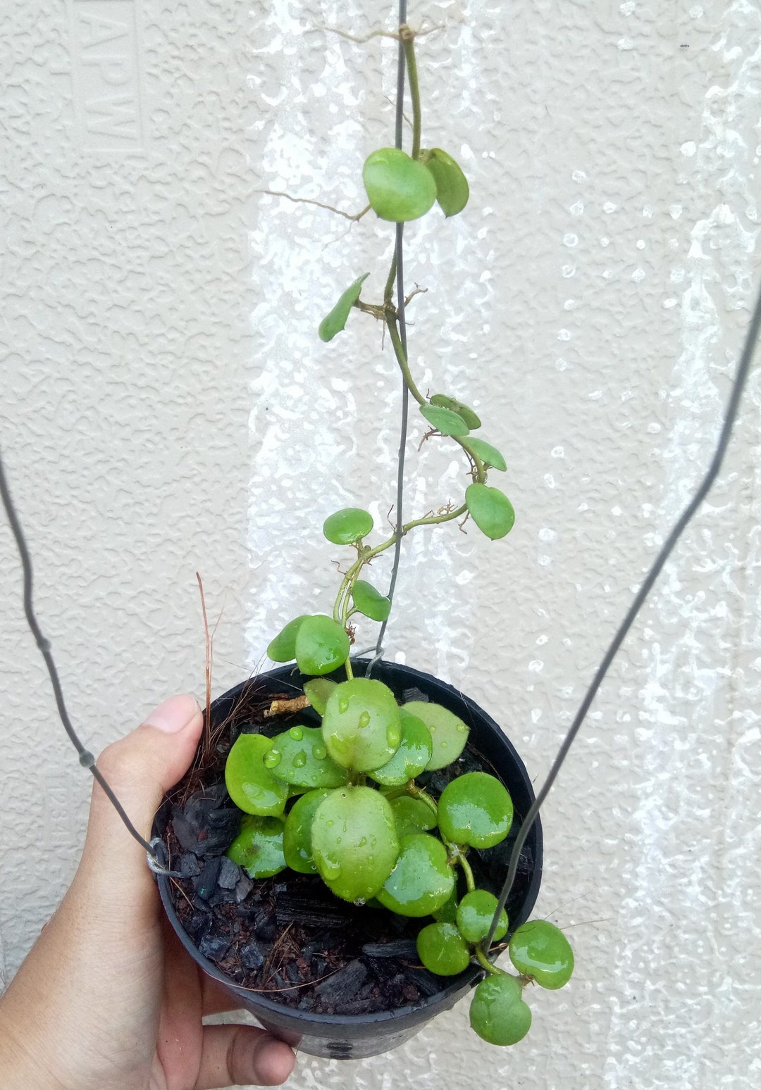 Hoya Mini Sp Kalimantan Very Beautiful Leaves Free Phytosanitary - Etsy