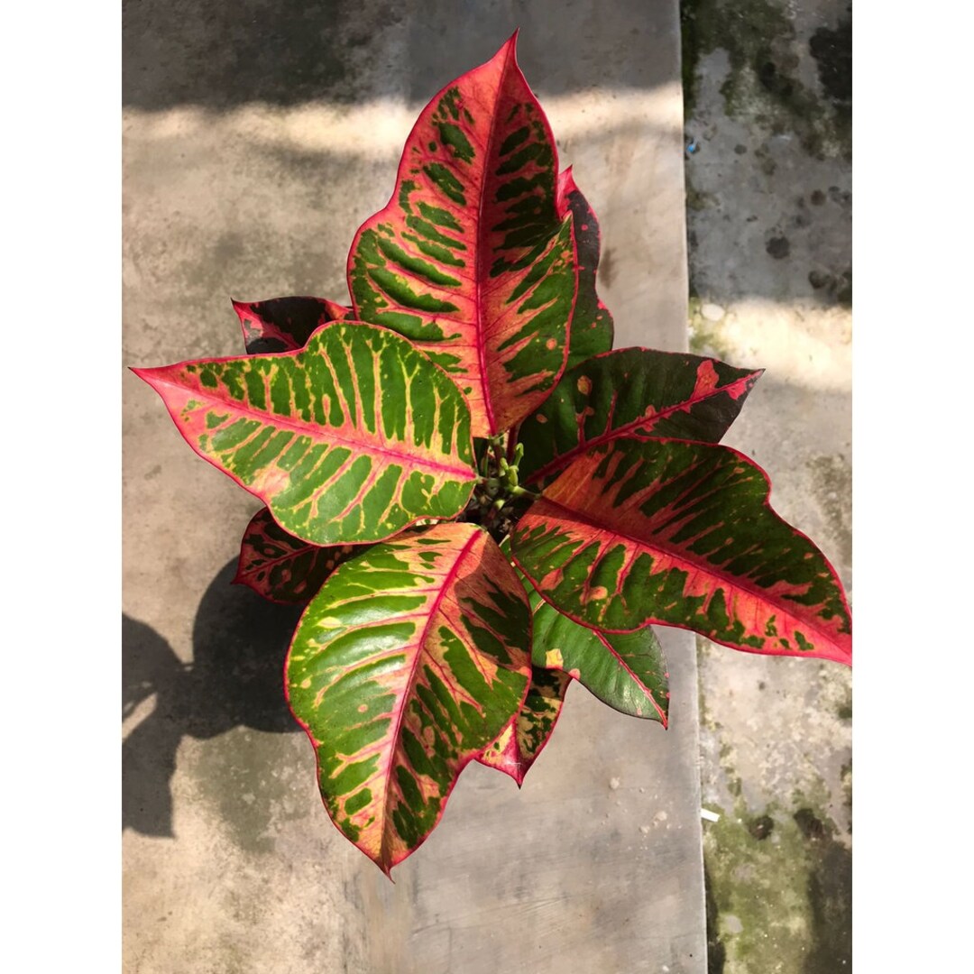 Codiaeum Variegatum Croton Romeo Beautiful Leaves Free Phytosanitary ...