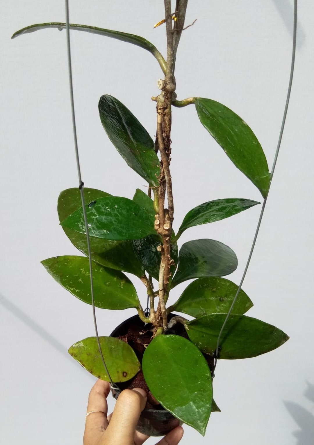 Hoya Benchaii Very Beautiful Leaves Hoya Plant Free Phytosanitary - Etsy