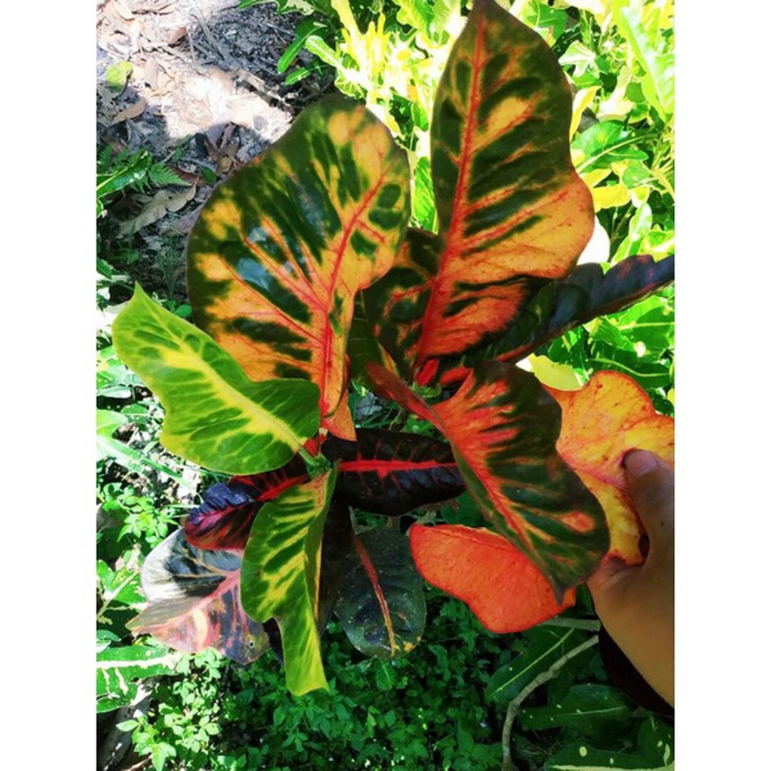 Codiaeum Variegatum Croton Marinka Very Beautiful Leaves Free ...