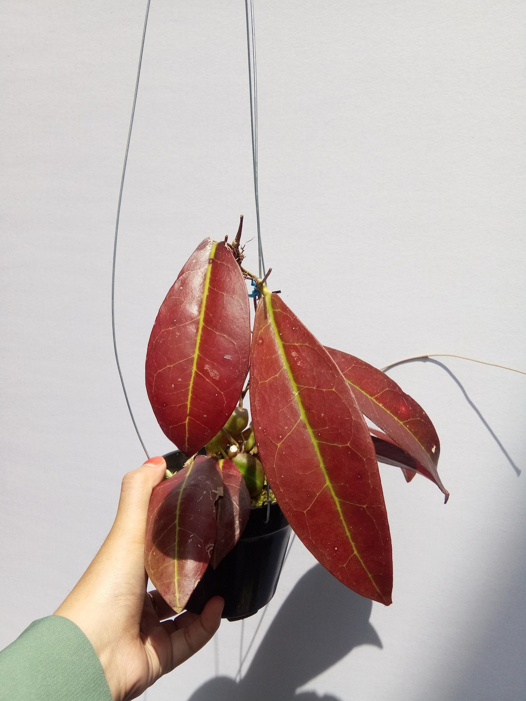 Hoya Buntokensis Red | Hoya Indonesia Free Phytosanitary Certicate ...