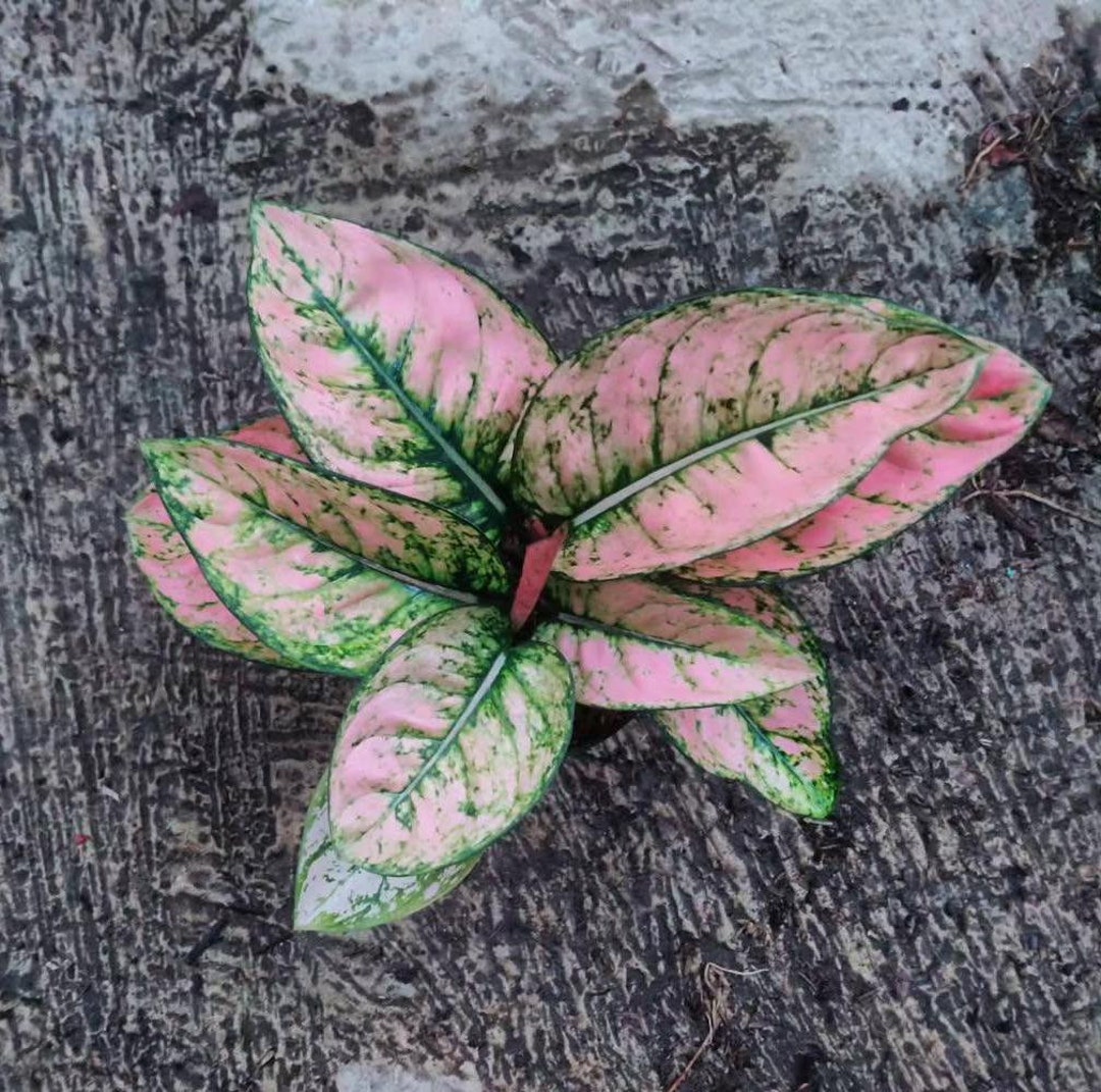 Aglaonema Ruby Fanta Very Beautiful Patterned Leaves Perfect Condition ...