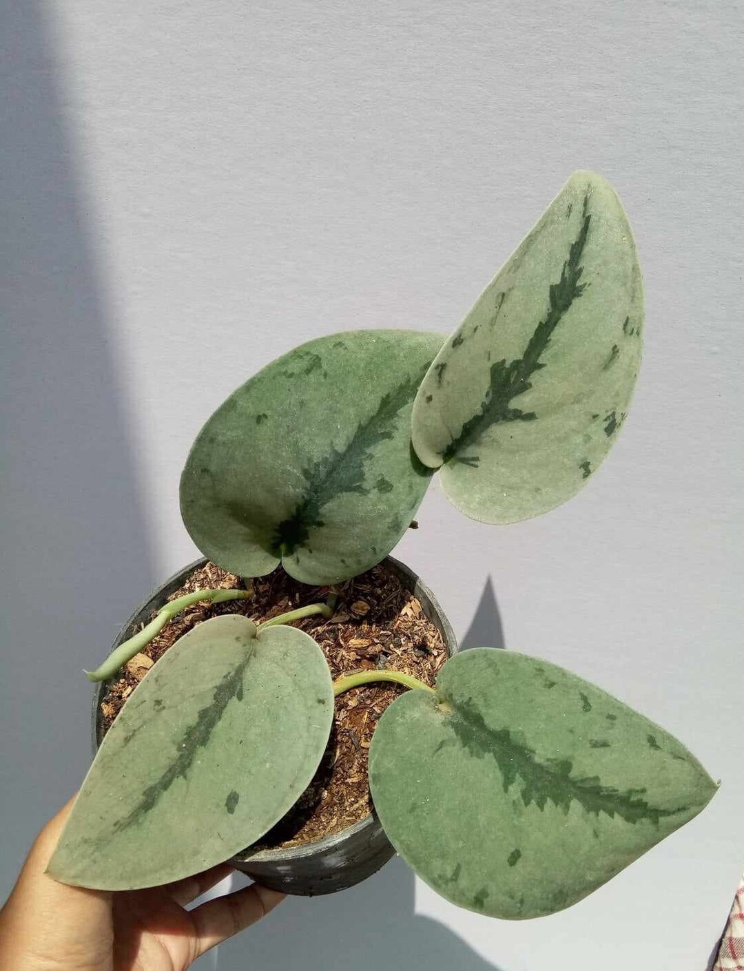 Scindapsus Silver Knight Very Beautiful Leaves Free Phytosanitary Plant ...