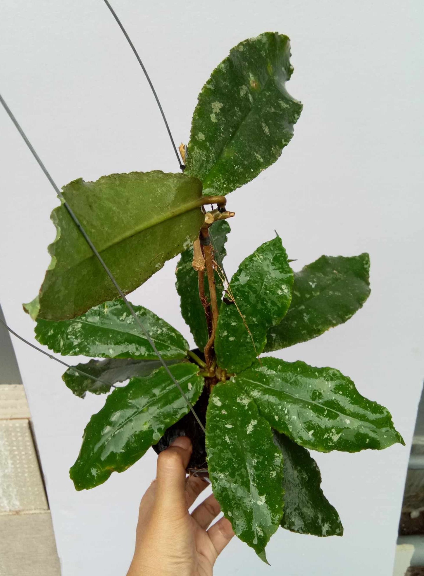 Hoya Undulata Very Beautiful Leaves Hoya Sp Indonesia Hoya Plant free ...
